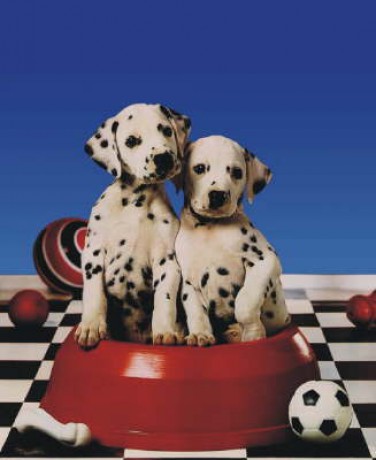 Psí blogísek :-) - Fotoalbum - DALMATIN - DALMATIN - kreslene psy.jpg